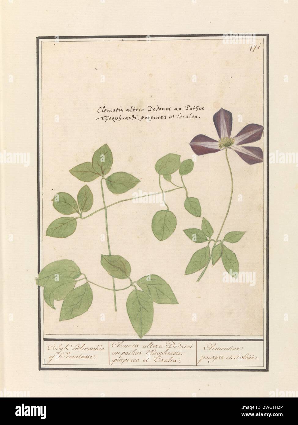 Clematis (Clematis), Bootius de Boodt, 1596 - 1610 drawing Clematis ...