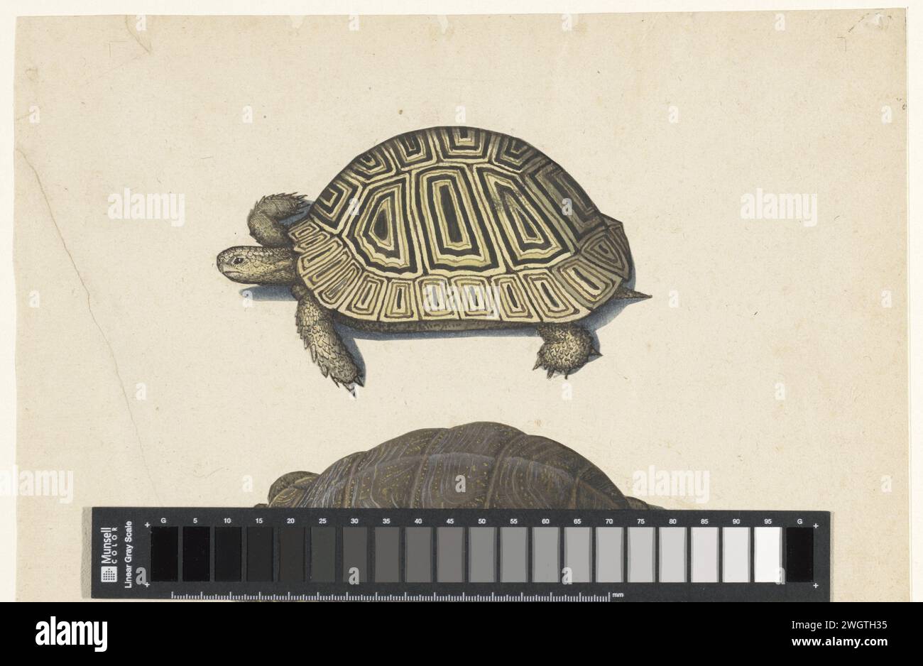Landschildpad, anonymous, 1560 - 1585 drawing A land turtle, possibly ...
