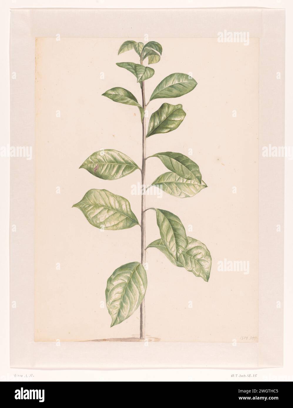 Arabian coffee plant, Laurens Vincentz. van der Vinne, 1668 - 1729 ...