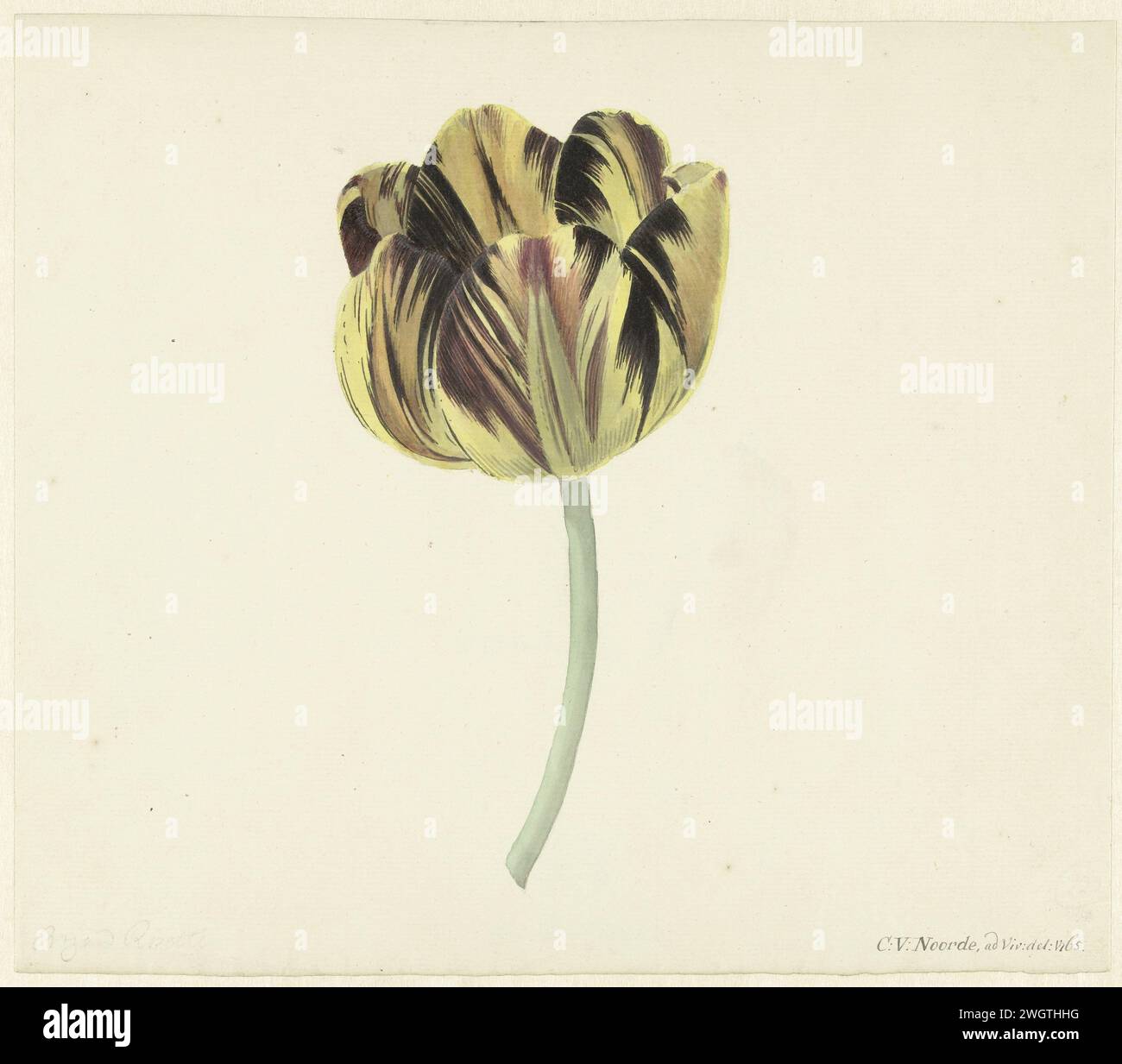 Tulip called Bizard Rosette, Cornelis van Noorde, 1741 - 1795 drawing ...