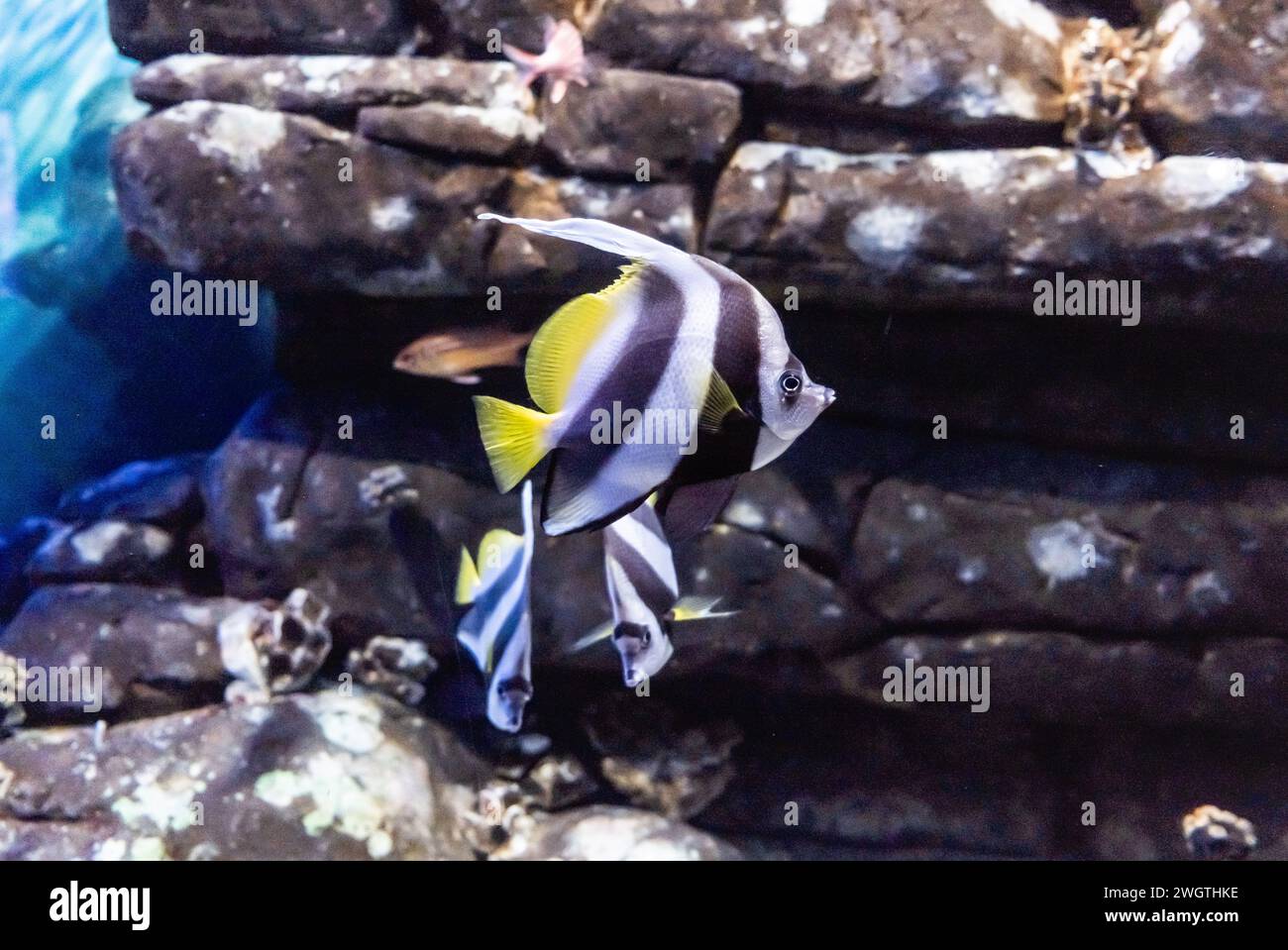 Fish at aquarium in Durban Stock Photo - Alamy