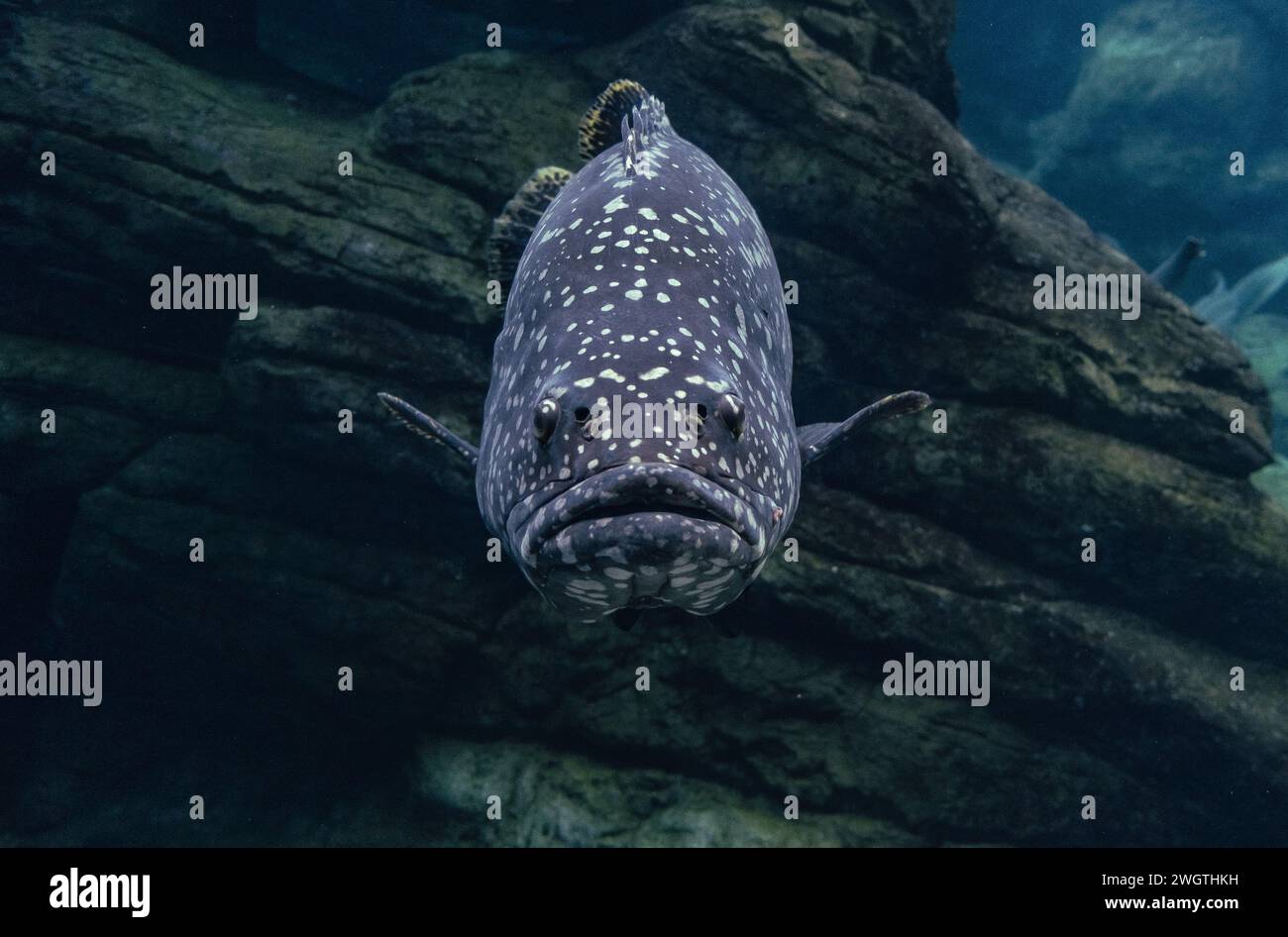 Fish at aquarium in Durban Stock Photo - Alamy