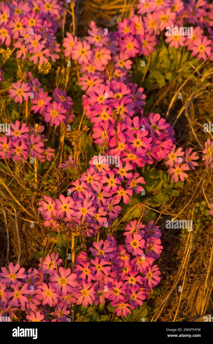 Alaska Dwarf-Primrose, Douglasia ochotensis, purple primrose flowering ...