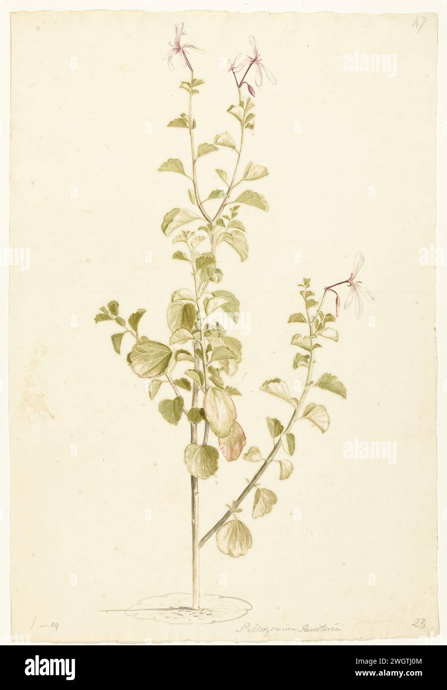 Flowering Pelargonium, Laurens Vincentz. van der Vinne, 1668 - 1729 ...