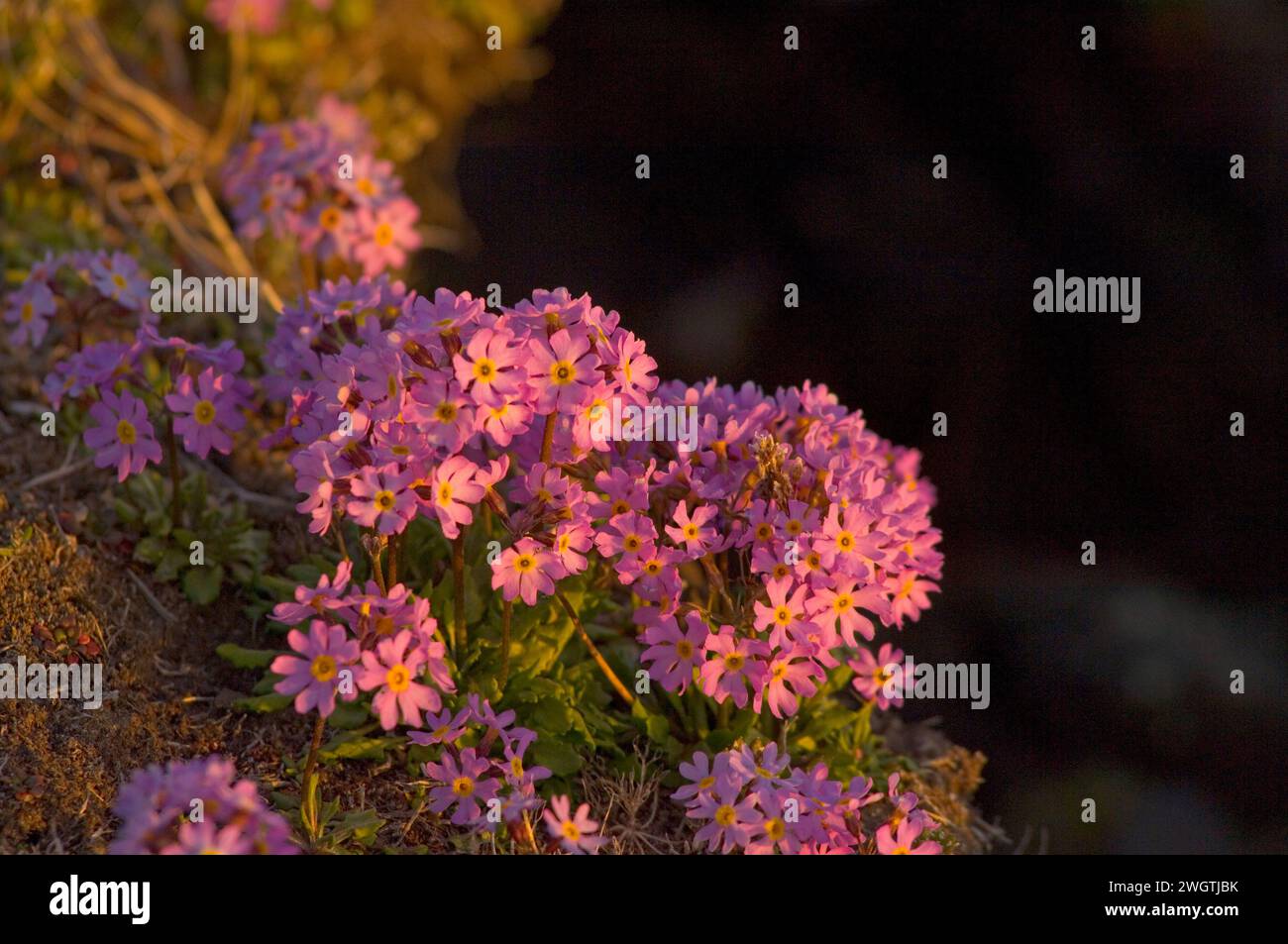Washing line in the wilderness hi-res stock photography and images - Alamy