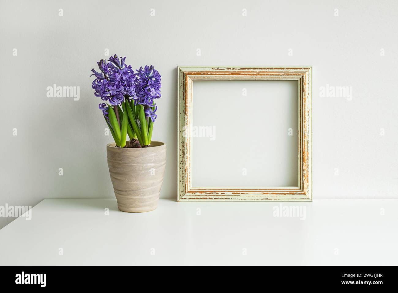 Blooming hyacinth and wooden mock up photo frame on a white table ...