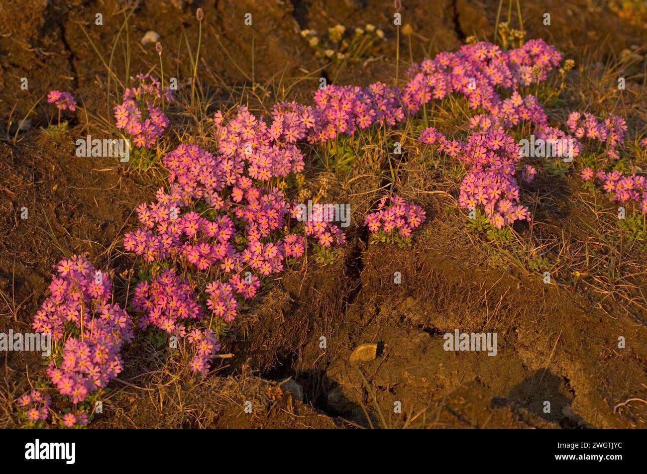 Alaska Dwarf-Primrose, Douglasia ochotensis, purple primrose flowering ...