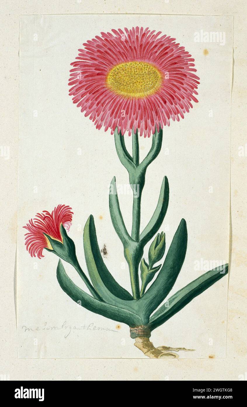 Carpobrotus quadrifidus L. Bolus, 1777 - 1786 drawing Mesembryanthemum ...