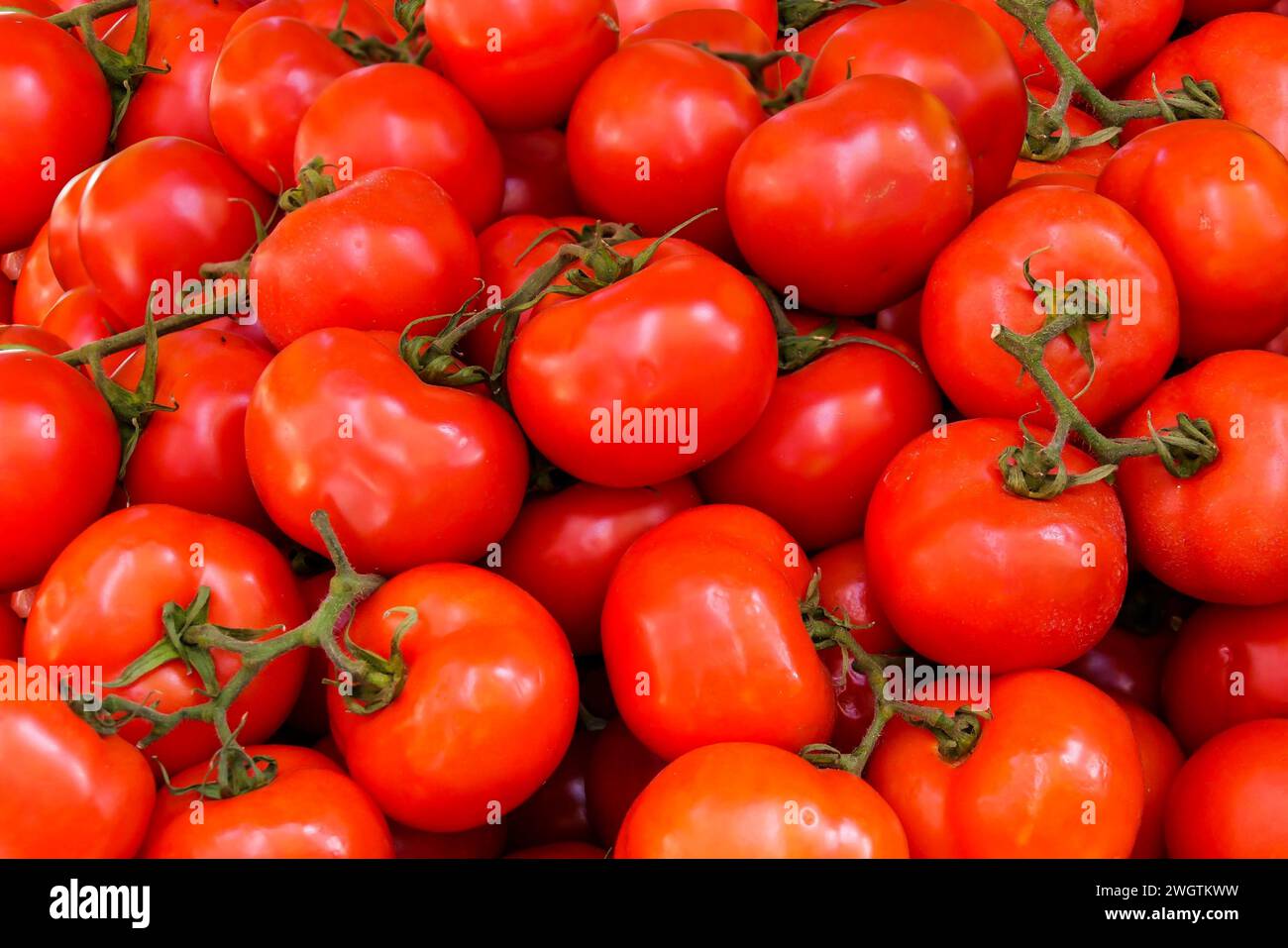 Red color Tomatoes Stock Photo - Alamy