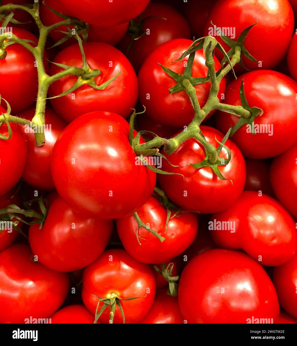 Red color Tomatoes Stock Photo - Alamy