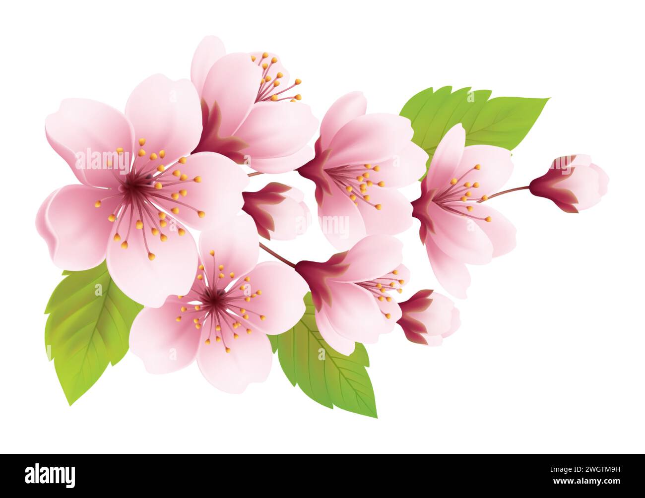 Pink Cherry Blossom Flower Branch Stock Vector Image & Art - Alamy