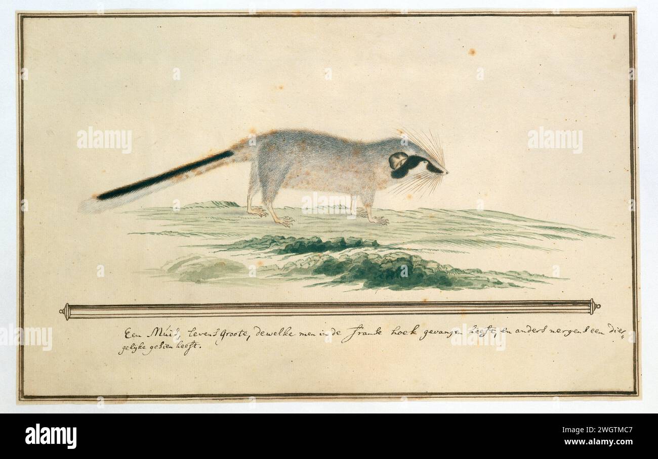 Graphiurus ocularis hi-res stock photography and images - Alamy