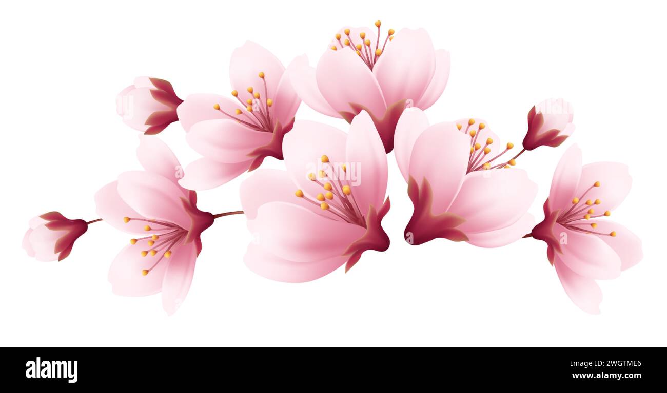 Cherry prunus cherry blossom Stock Vector Images - Alamy