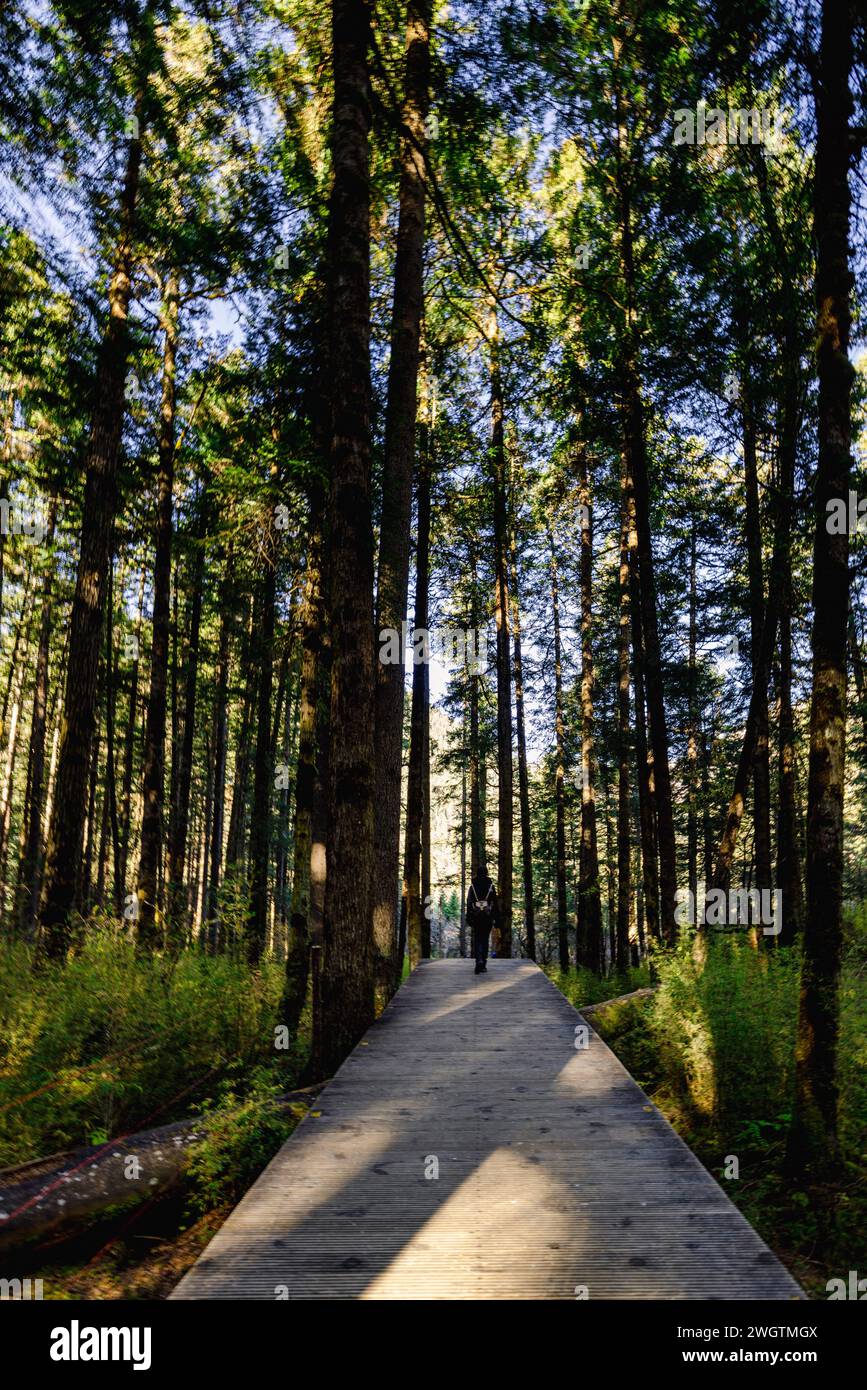 A pathway winds through a serene forest with tall trees. Jiuzhaigou ...
