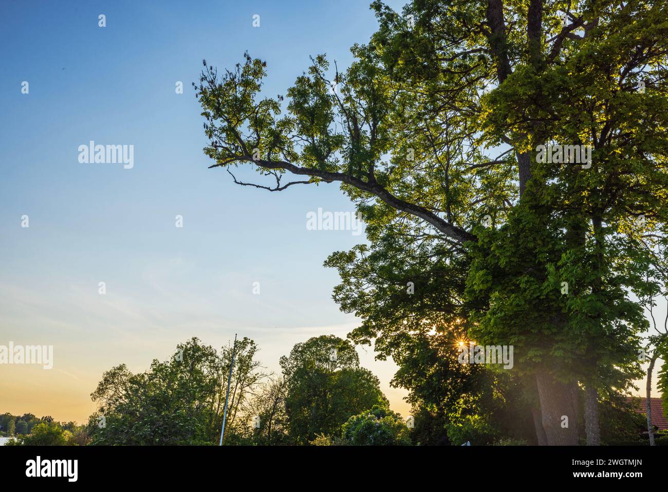 View into the treetops hi-res stock photography and images - Alamy