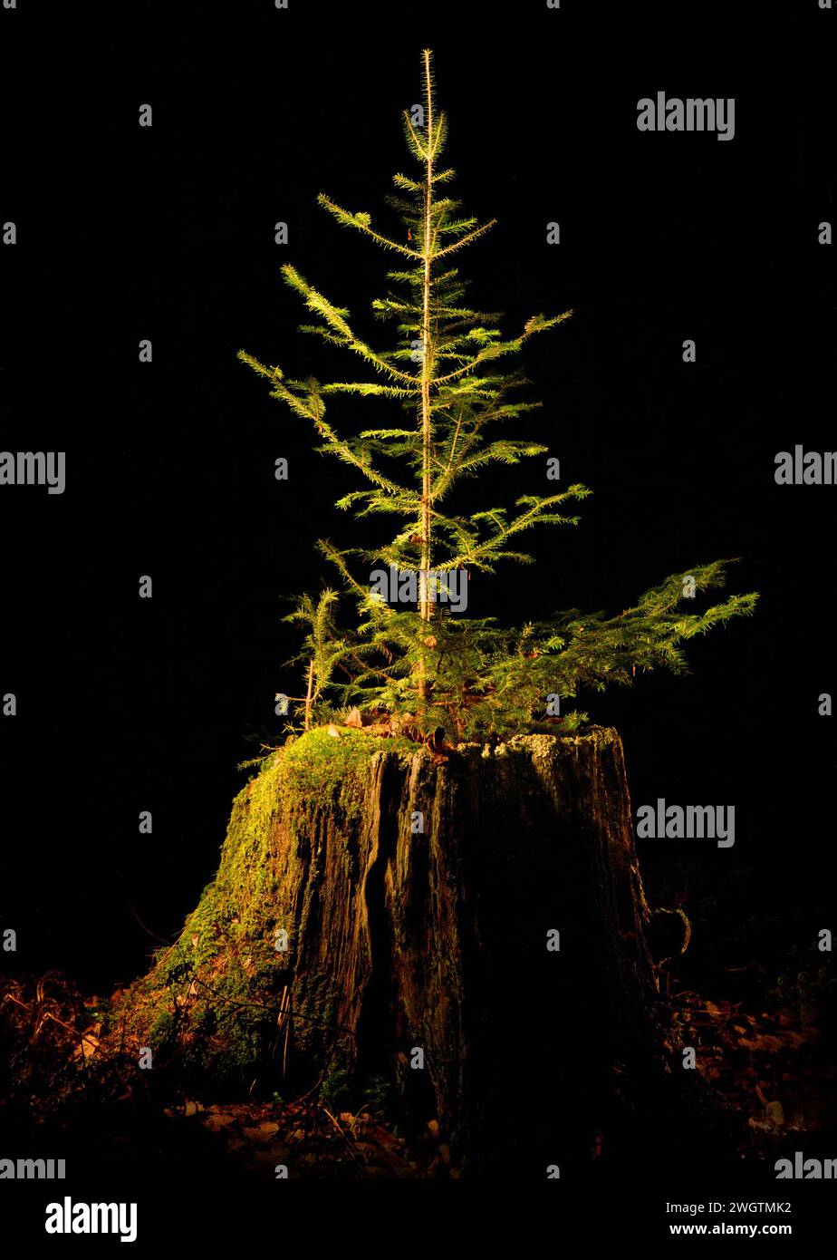 Logged old tree stump hi-res stock photography and images - Alamy