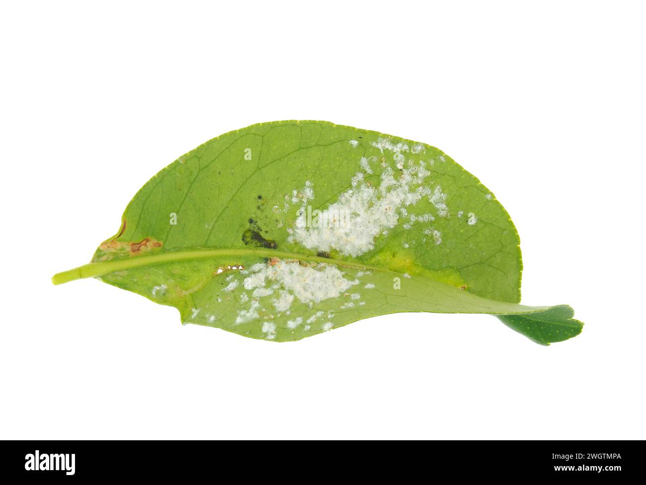 Lemon tree leaf infested by cochineal disease isolated on white ...