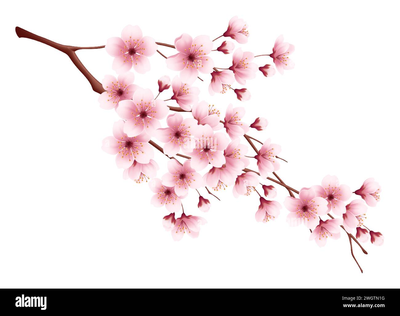 Cherry prunus cherry blossom Stock Vector Images - Alamy