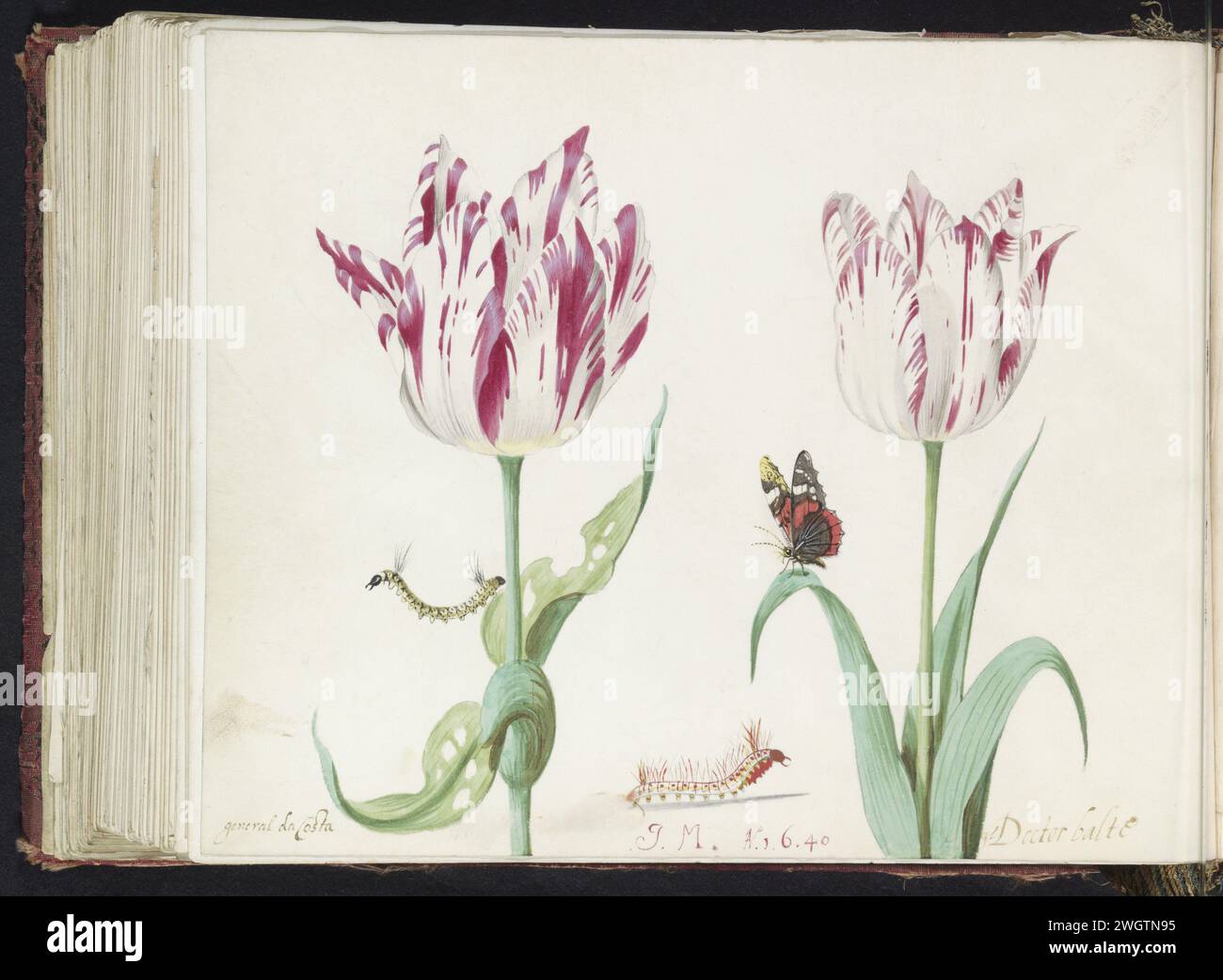 Seventeenth century dutch tulip hi-res stock photography and images - Alamy