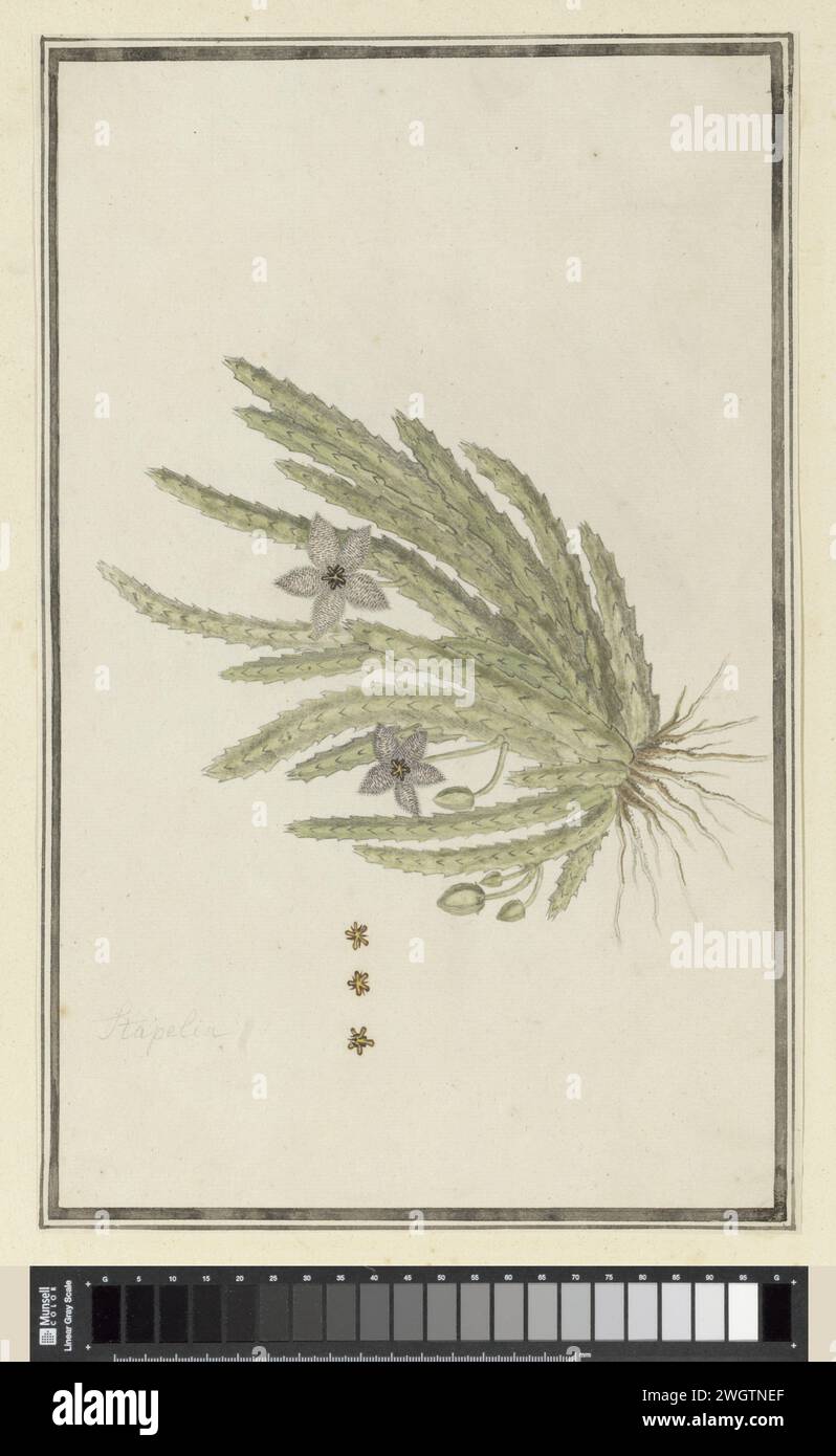 Stapelia paniculata Willd.(Small starfish flower), 1777 - 1786 drawing ...