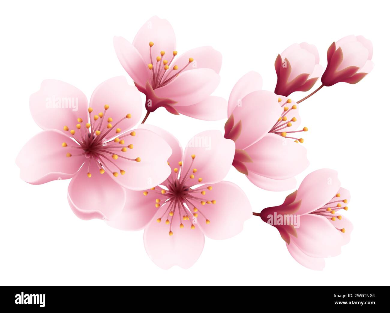Cherry prunus cherry blossom Stock Vector Images - Alamy