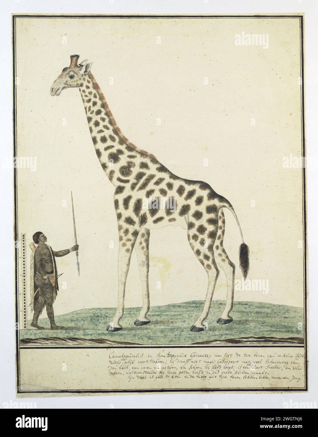 Giraffardis (Giraffes), 1779 drawing Running giraffe (giraffa ...
