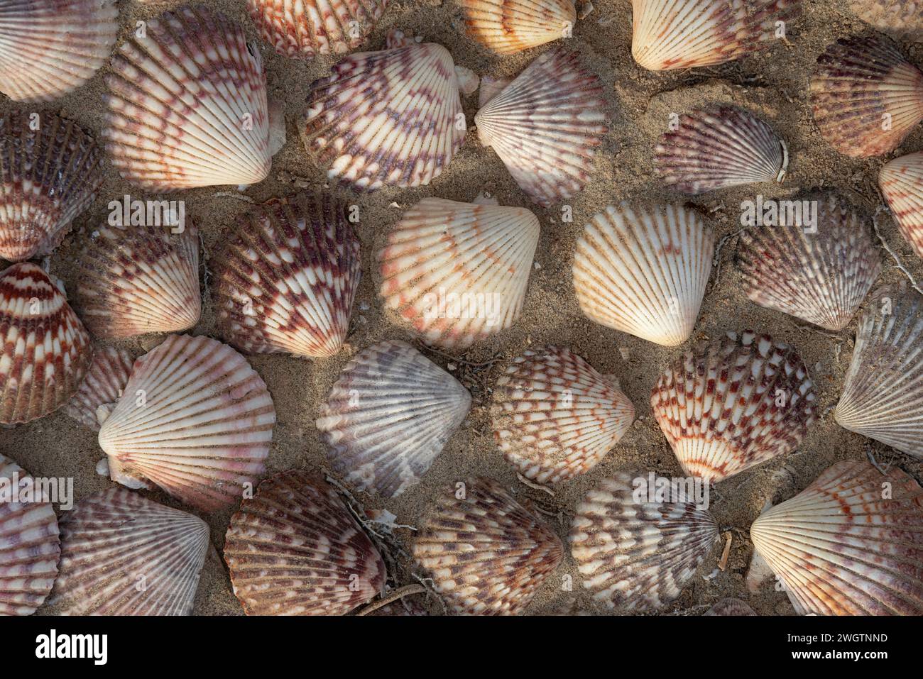 Laguna ignacio hi-res stock photography and images - Alamy