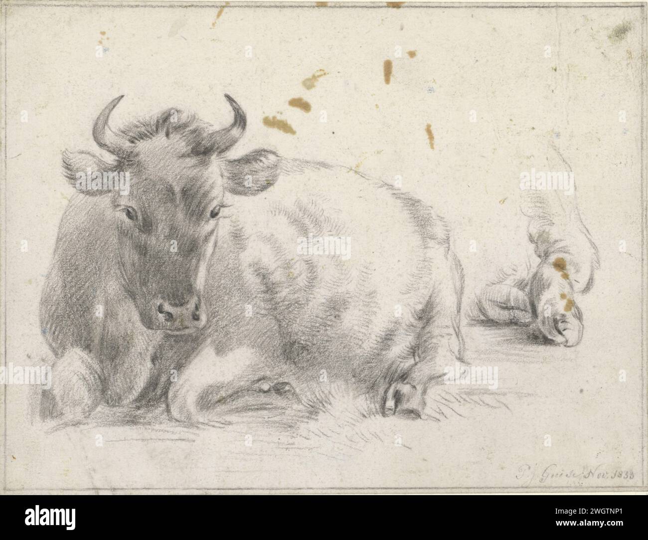 Lying beef and detail of the hind legs, Pieter Jan Guise, 1833 drawing ...