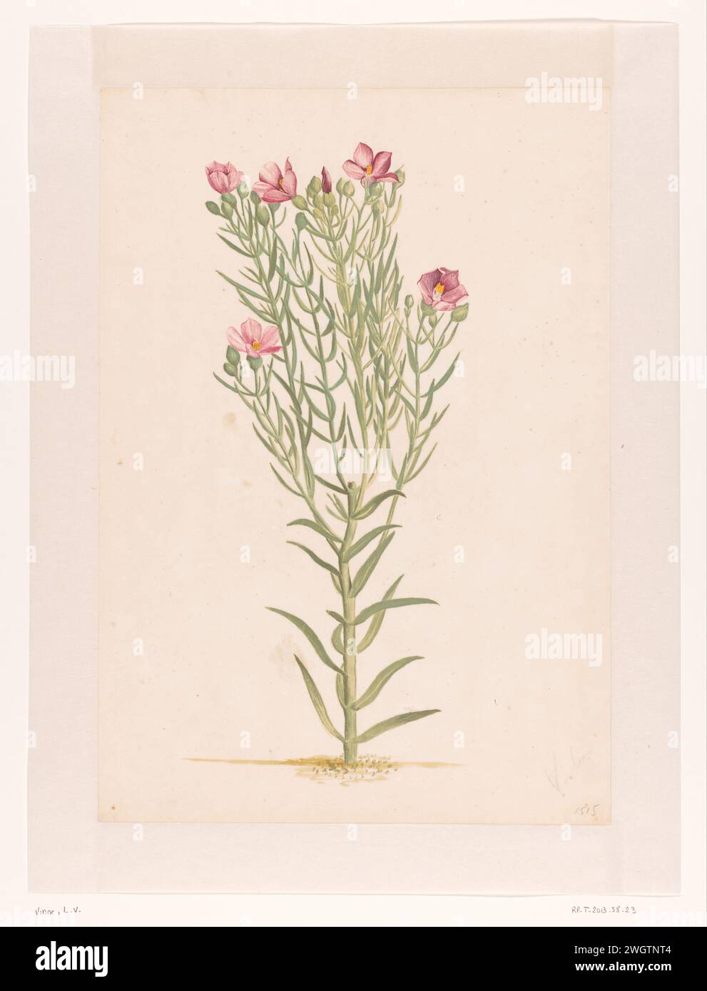 Plant with pink flowers, Laurens Vincentsz. van der Vinne, 1668 - 1729 ...