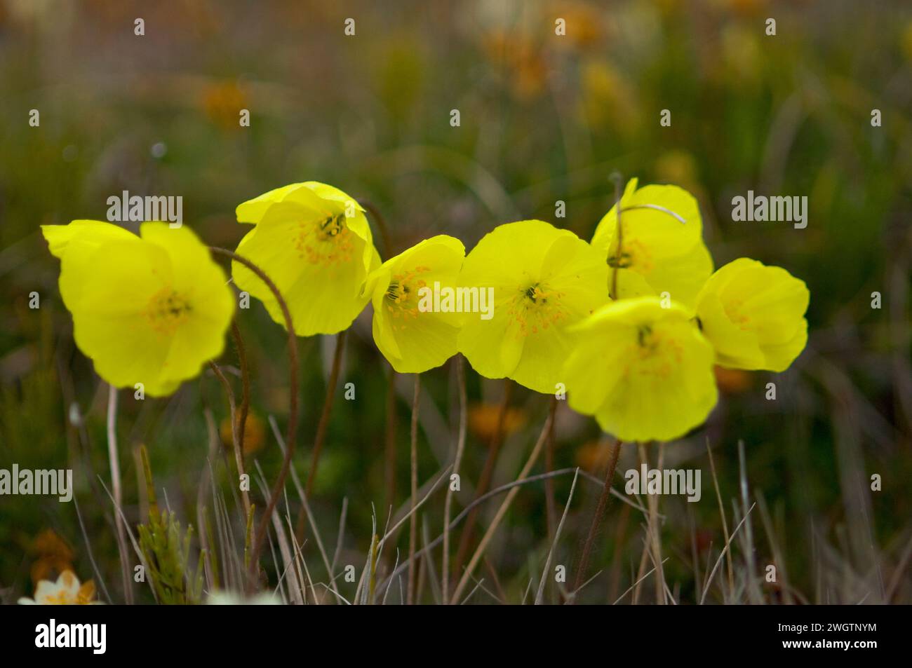 Arctic Poppy Papaver lapponicum 1002 coastal plain anwr arctic alaska ...