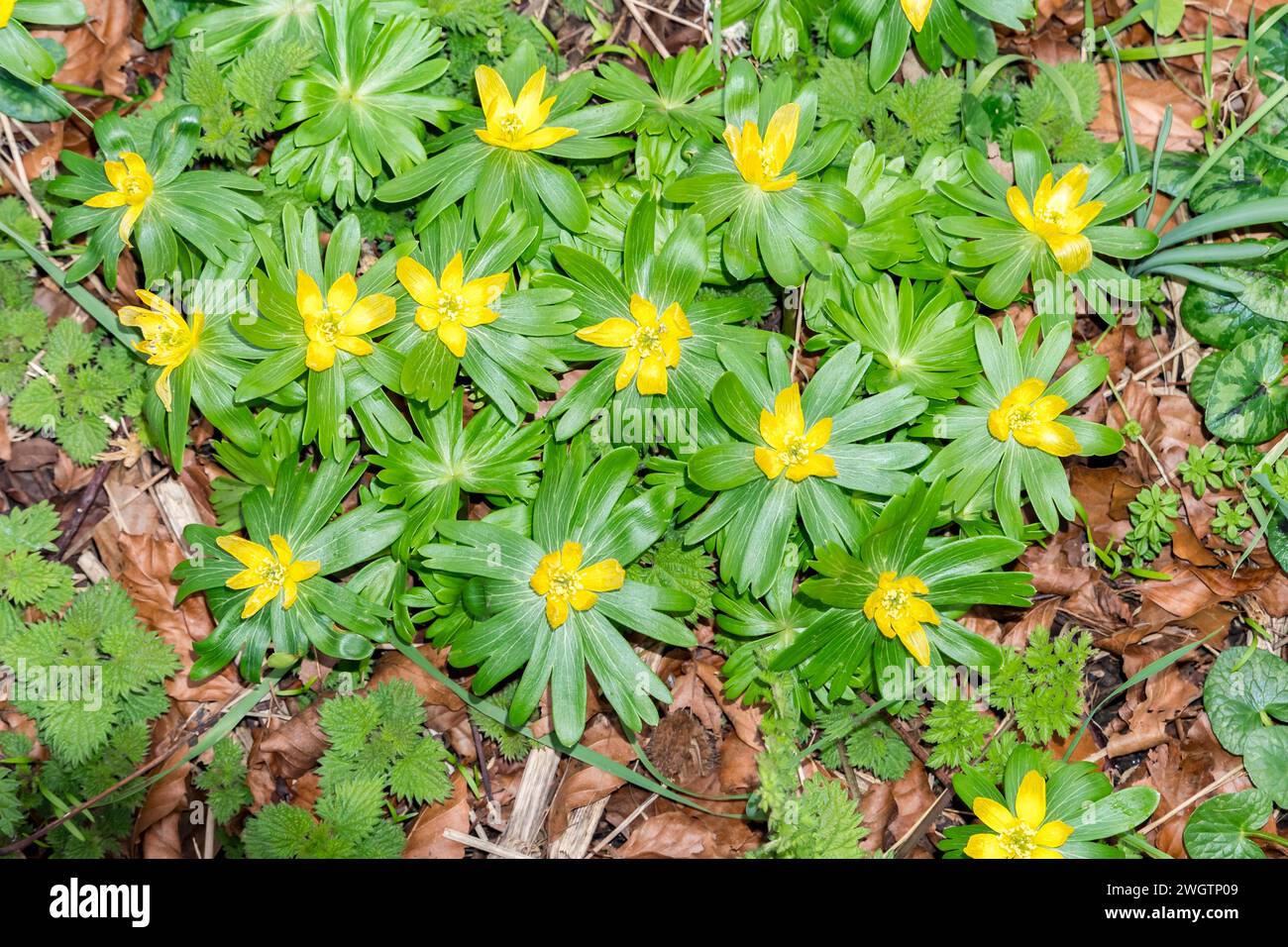 Yellow Winter Aconite Perennial Spring Flower Stock Photo - Alamy