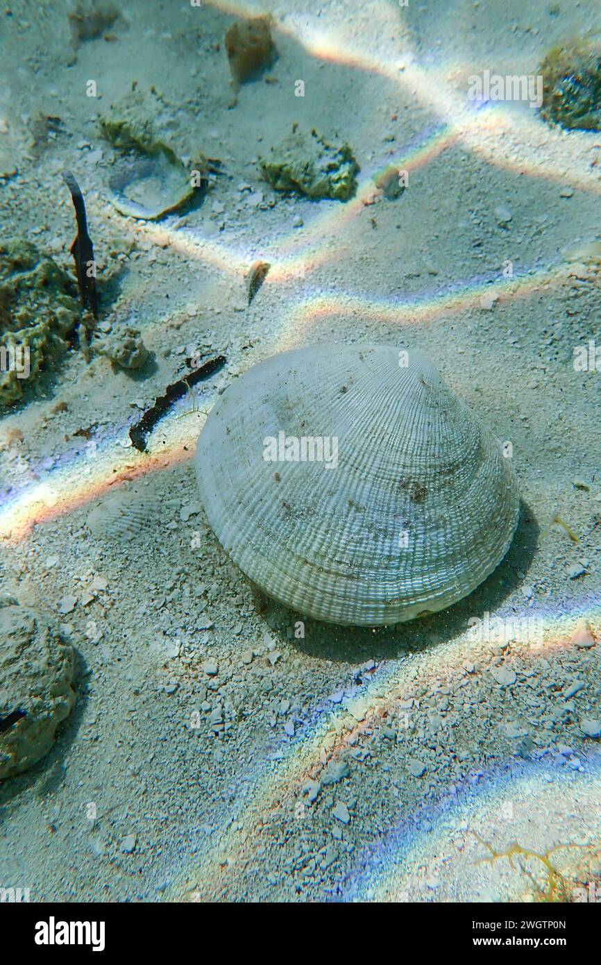 Clam ocean waves hi-res stock photography and images - Alamy