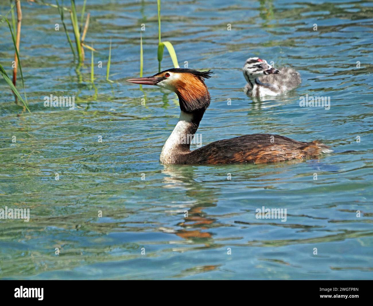 Great Crested Grebe (Podiceps cristatus) crest erect swimming with ...