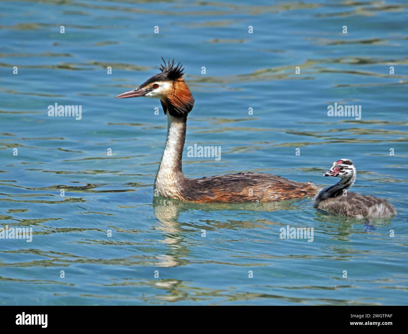Great Crested Grebe (Podiceps cristatus) crest erect swimming with ...