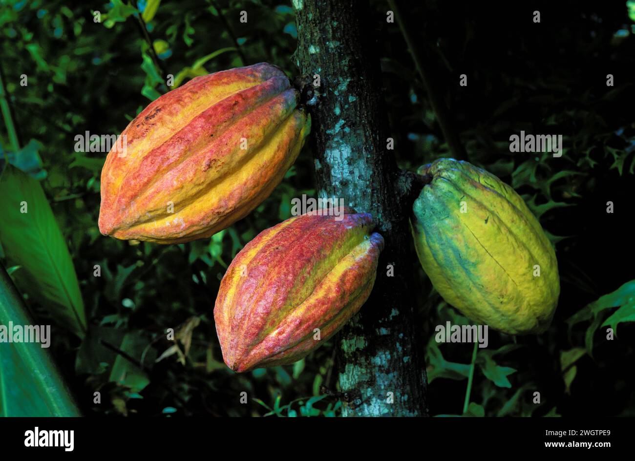 France, Département d'Outre mer de la Guadeloupe (DOM), Basse Terre ...