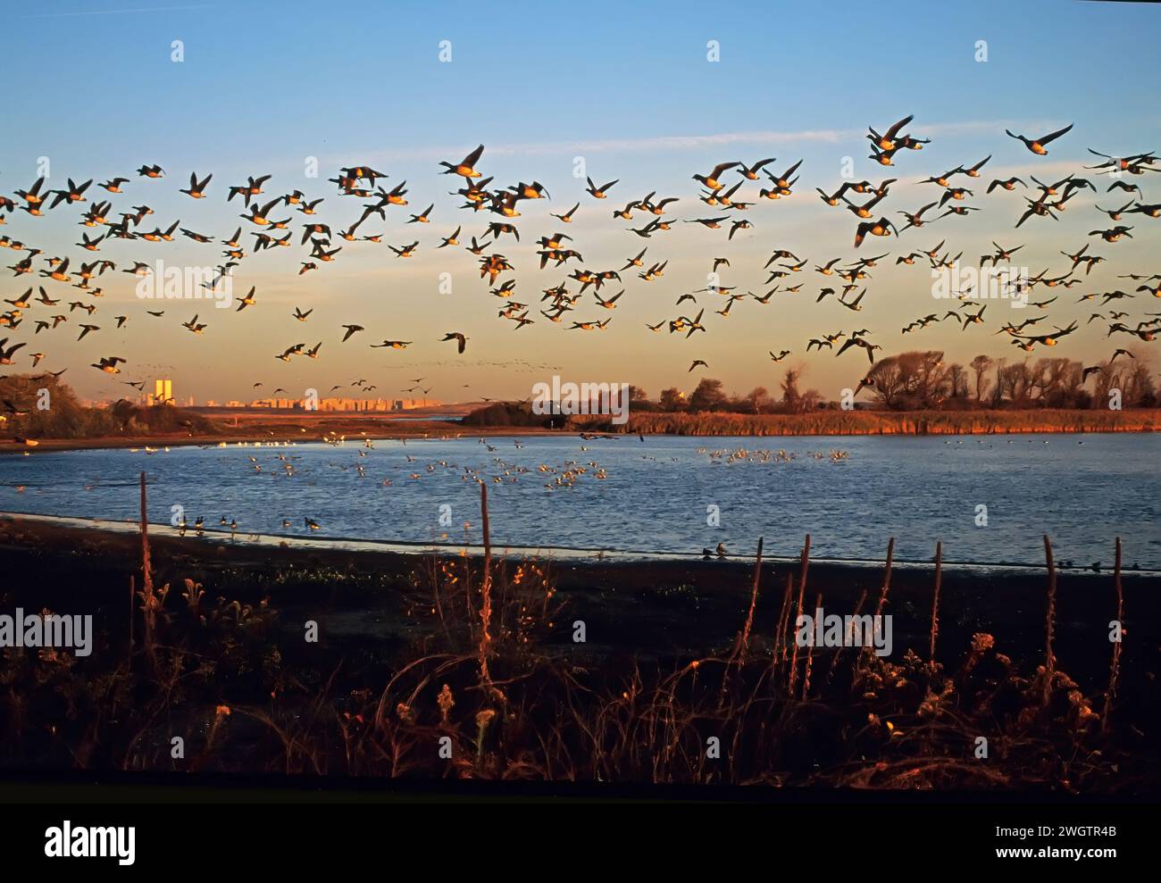 Pre - 9 / 11 dramatic West Pond dawn scenic with large flight of ...