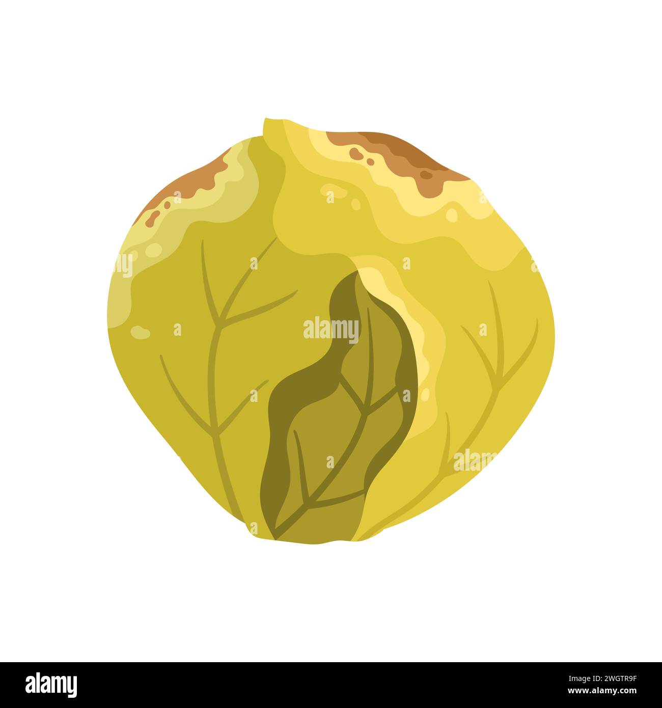 Rotten cabbage Stock Vector Images - Alamy