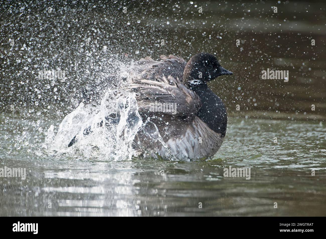 Atlantic brant hi-res stock photography and images - Alamy
