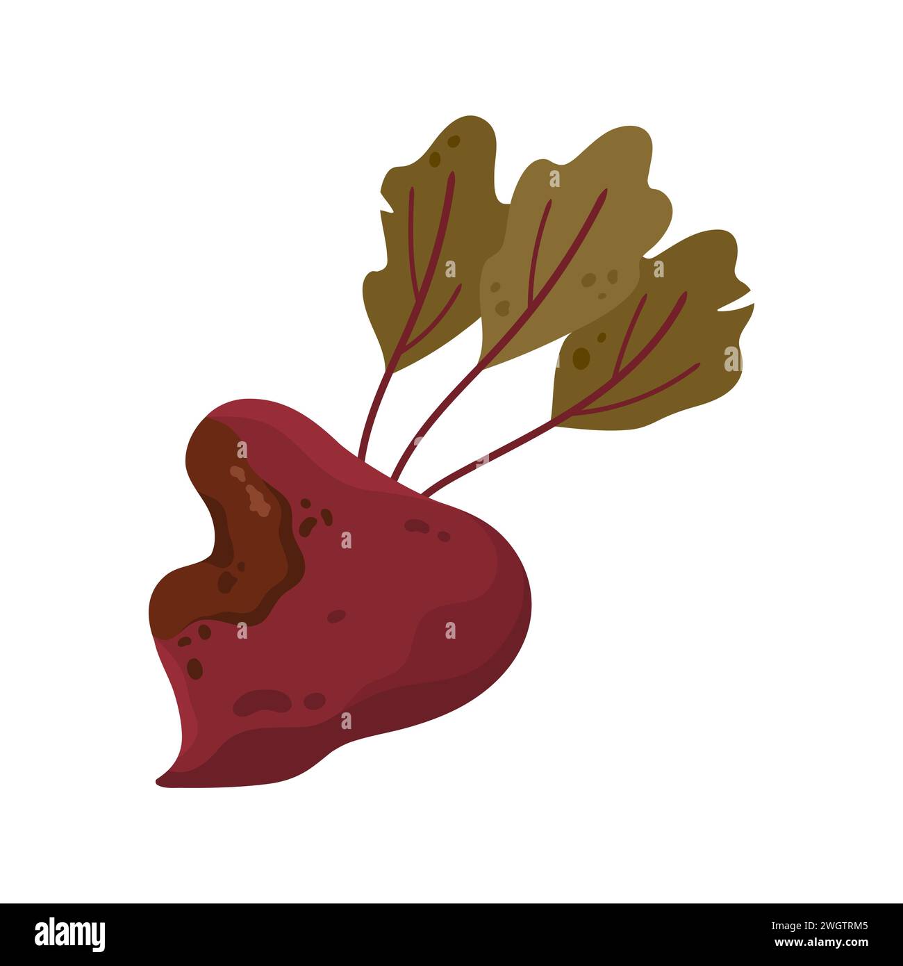 Damaged rotten beetroot. Old food from fridge, moldy expired product ...