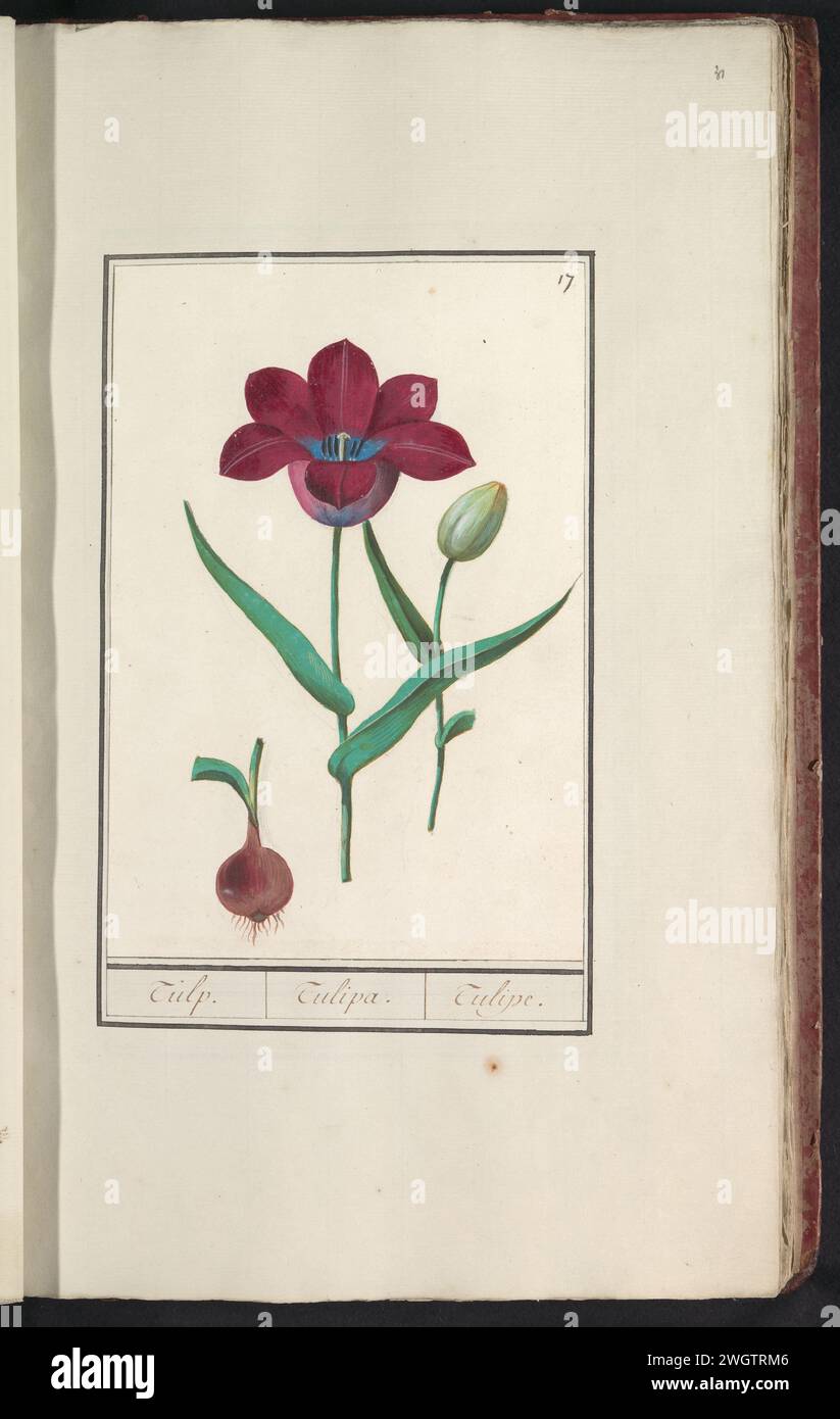 Tulp (tulip), Anselm Bootius of Boodt, 1596 - 1610 drawing Dark red ...