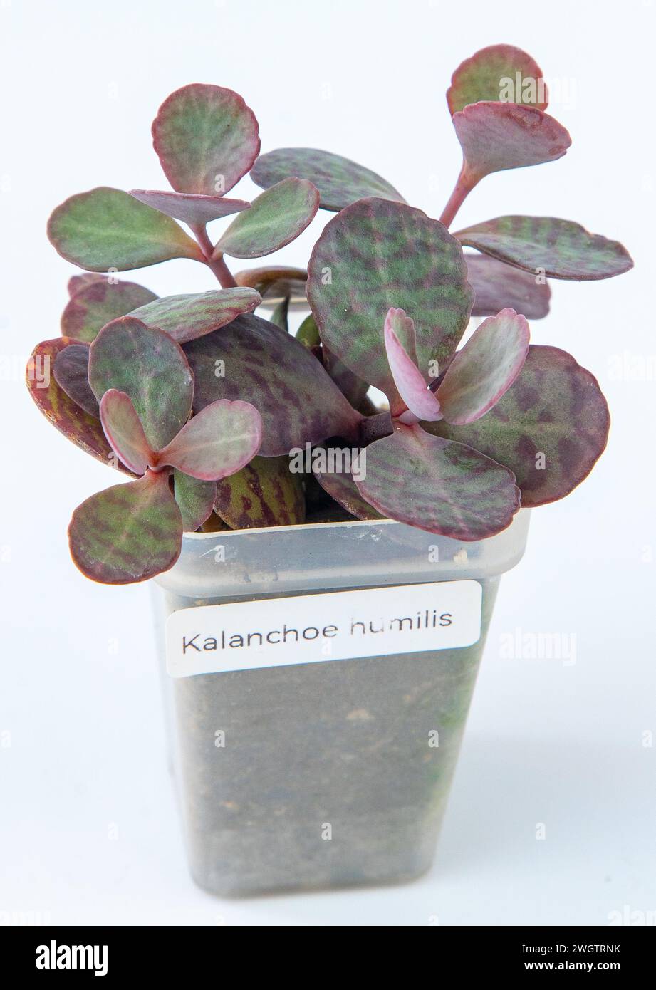 Kalanchoe humilis plant succulent in pot. Green little flower on white ...