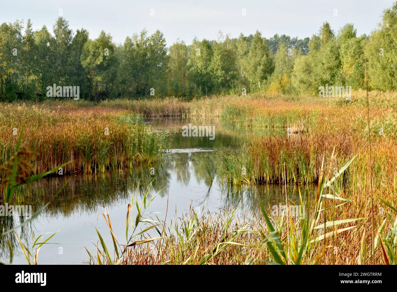 Evening on lake trees reeds hi-res stock photography and images - Alamy