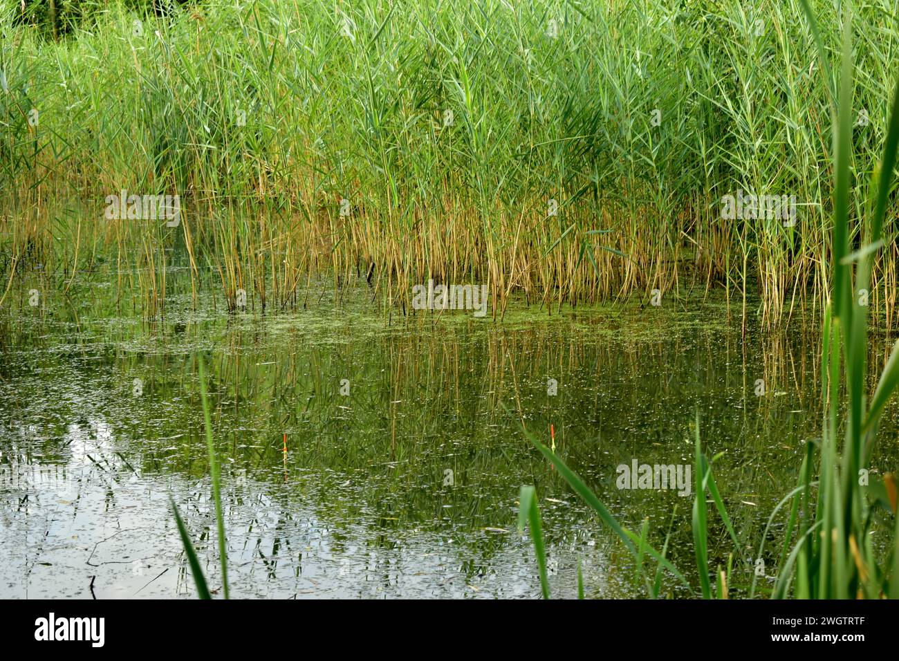 On the shore of the lake, green reeds sway in the wind, and there are ...