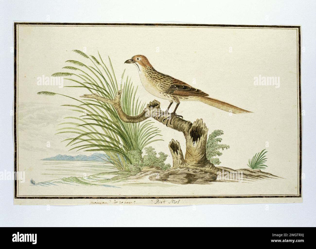 Sphenoeacus afer (Cape grassbird), 1777 - 1786 drawing Bird study: lawn ...