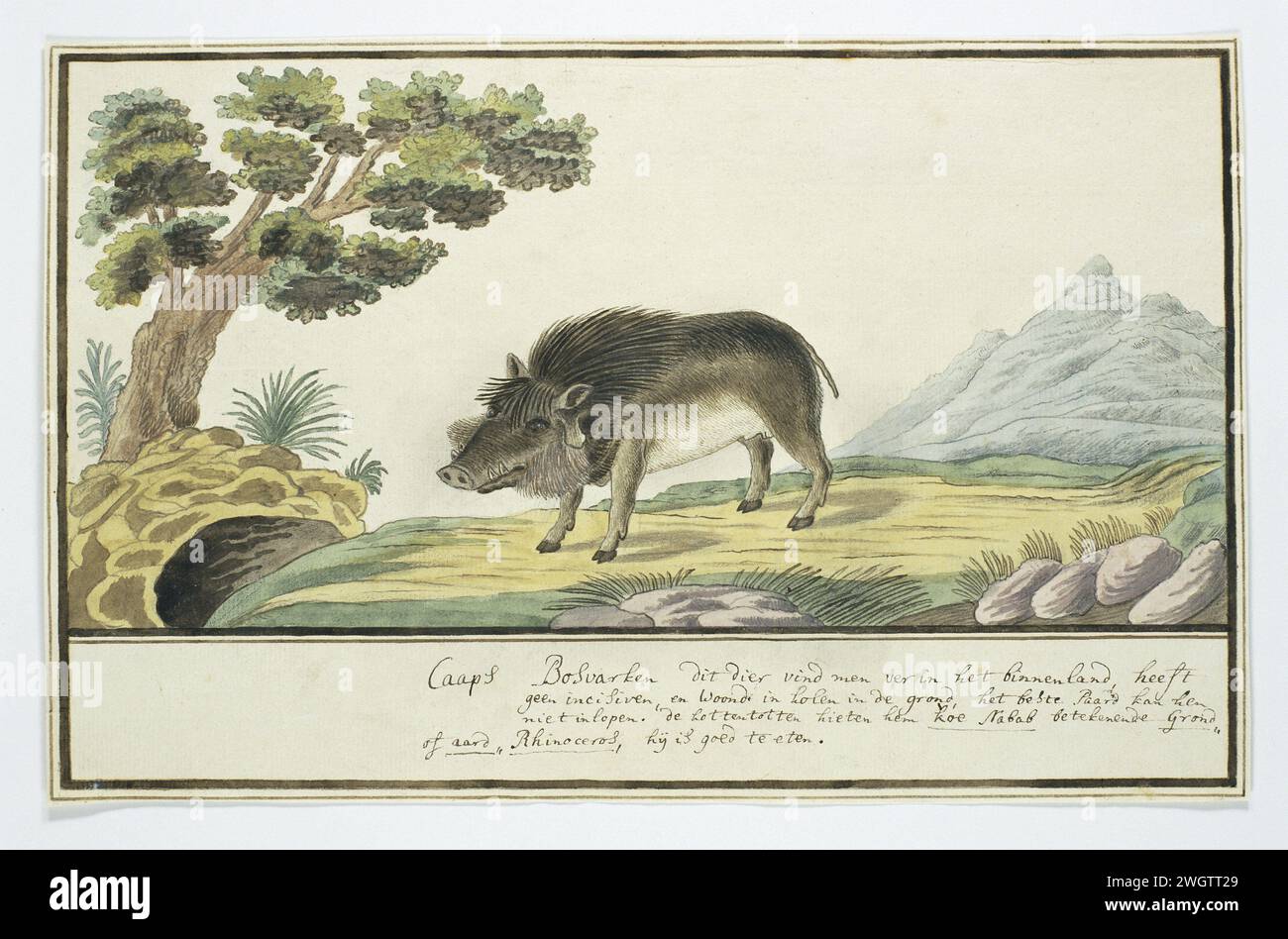 Phacochoerus aethio- aethiopicus (Cape Warthog), c. 1778 drawing paper ...