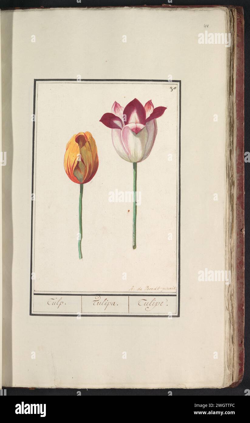 Tulp (tulip), Anselm Bootius of Boodt, 1596 - 1610 drawing Red-yellow ...
