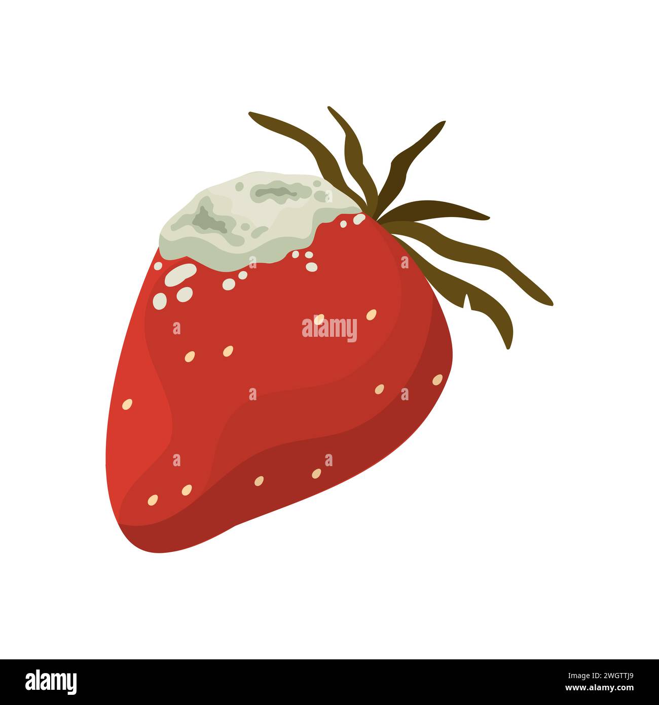 Old rotten strawberry. Bad old unhealthy fruit, moldy expired product ...