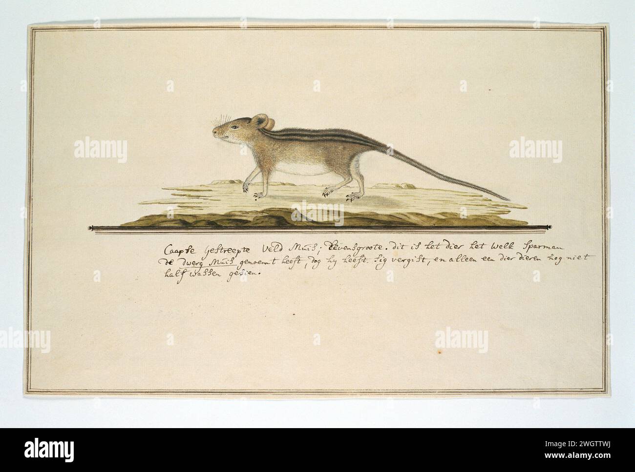 Rhabdomys pumilio (Four-striped grass mouse), in or after c. 1786 ...