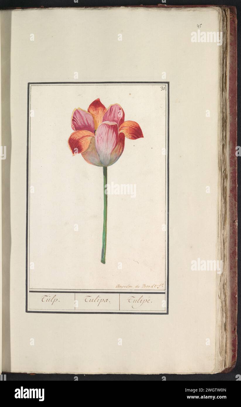 Tulp (tulip), Anselm Bootius of Boodt, 1596 - 1610 drawing Red-pink ...