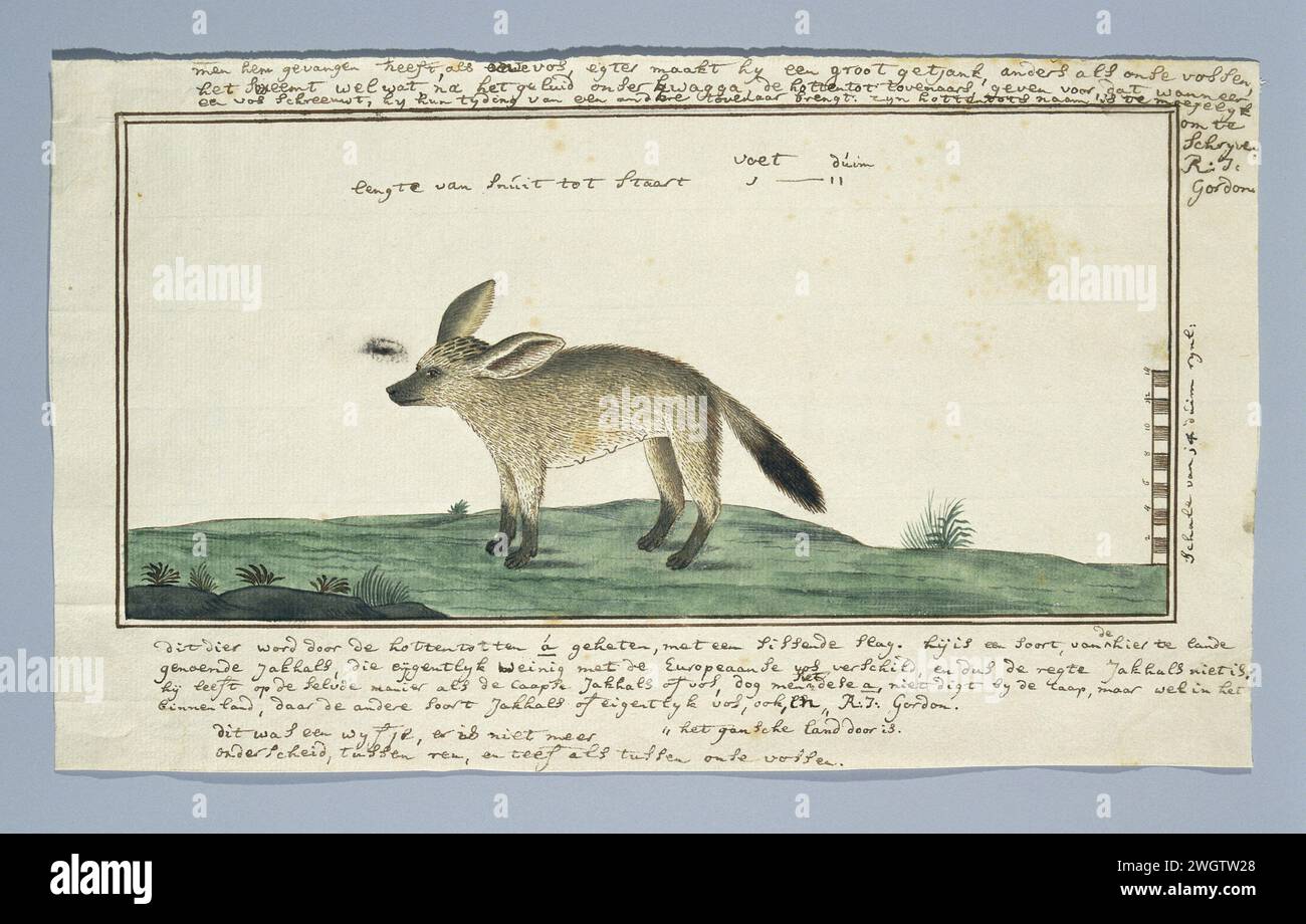 Otocyon megalotis (Bat-eared fox; female), 1777 - 1786 drawing Cape Vos ...